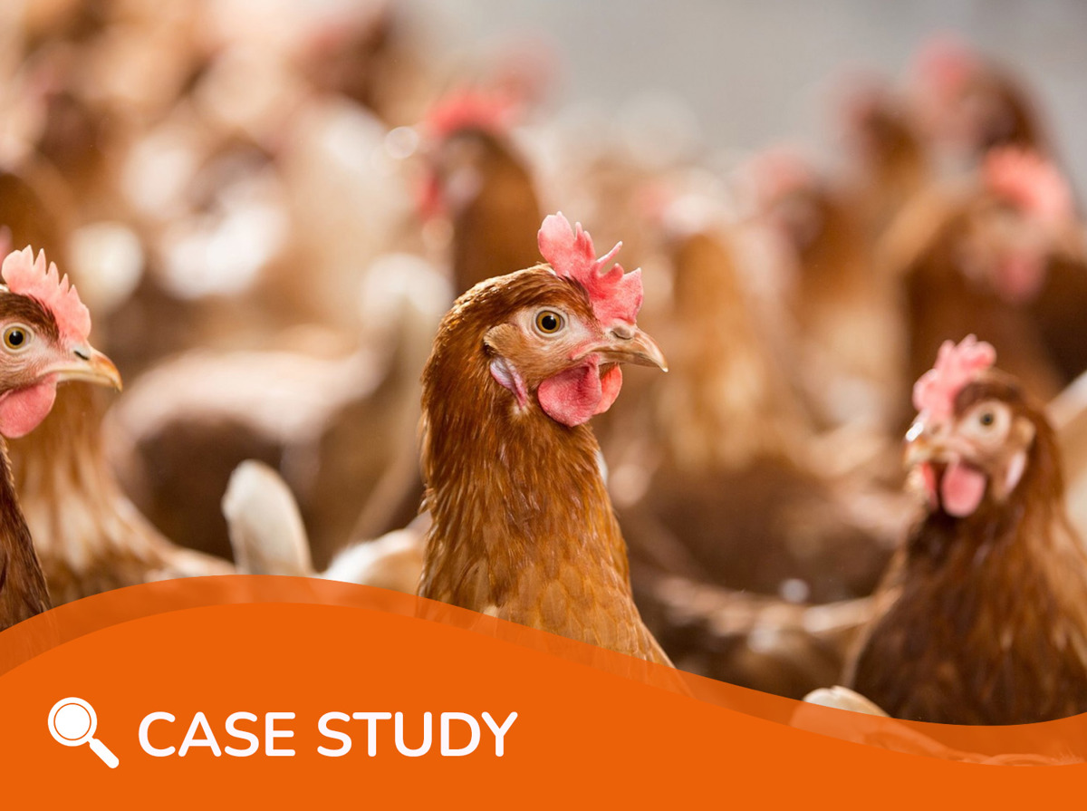 Case study: Selko, Noblesse and Looop - Nutreco Corporate